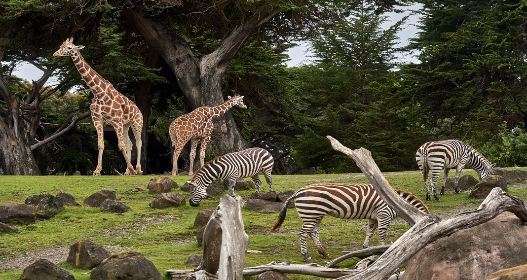 What's In My Bag: My Must-Have Zoo Guide