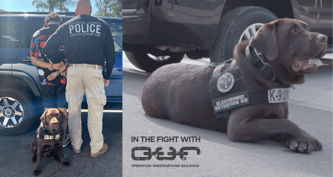 Meet Chewie an Electronic Storage Detection (ESD) Police K9 at Family ...