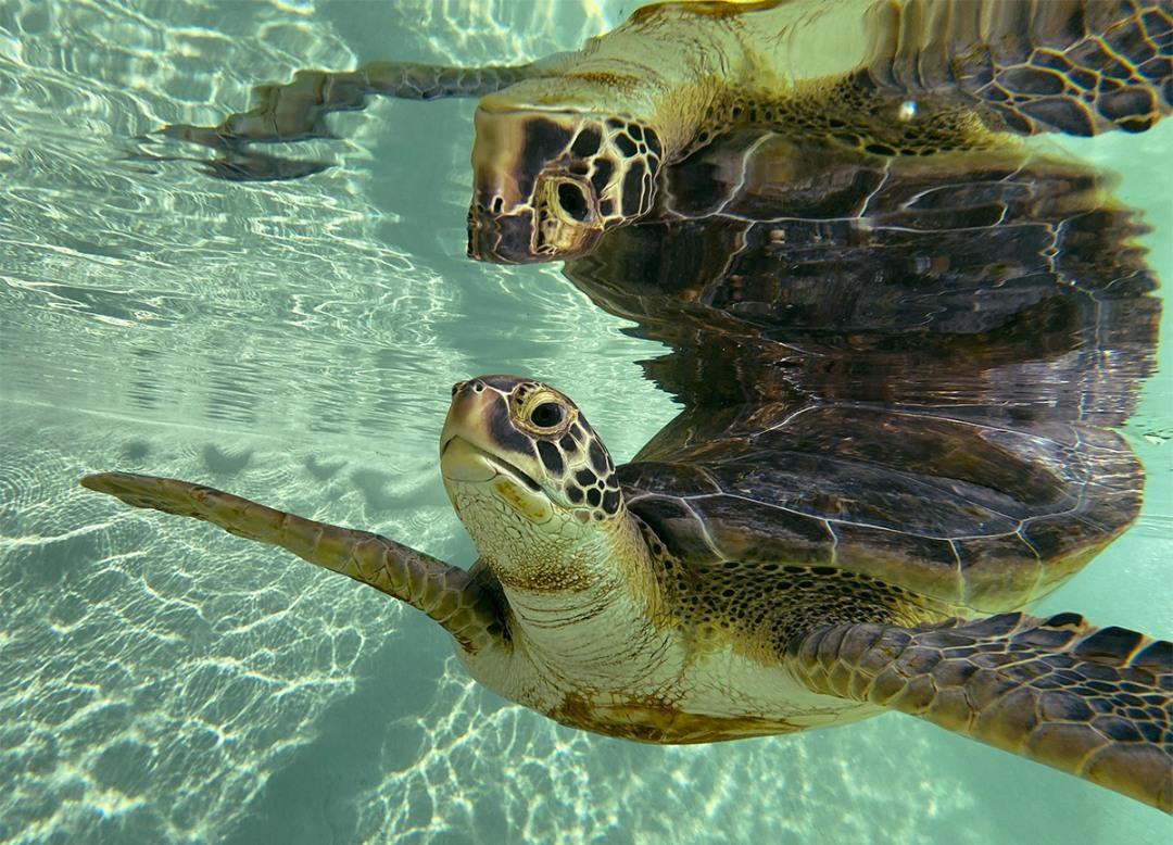 First 100 Guests Get Free Admission at The Living Coast, Thanks to Cox